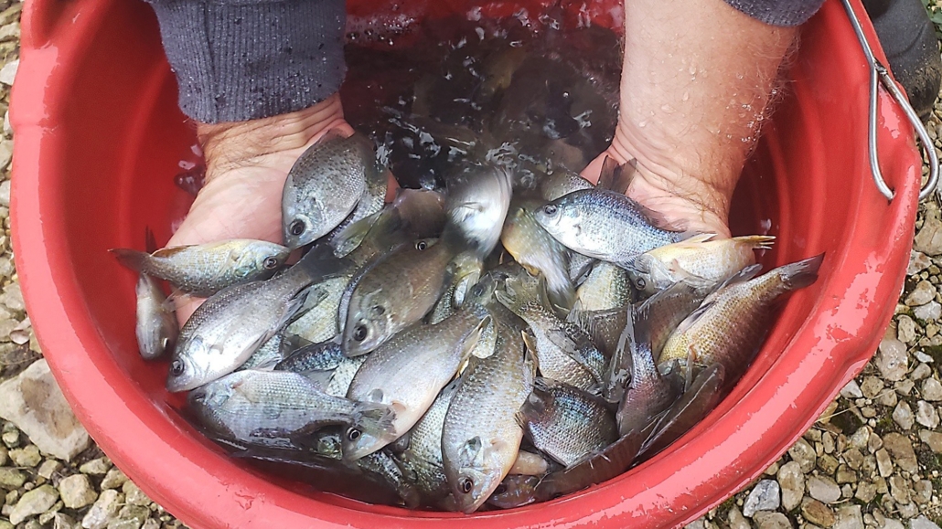 2019 Fall Fish Stocking | Bjornsen Pond Management
